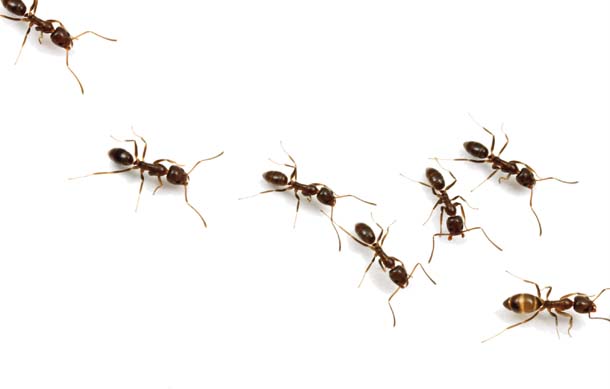 myrmecophobia (mərmə̇kō fōbia) | the word explorer